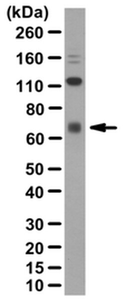 Anti-EBF-1 Antibody | AB10523